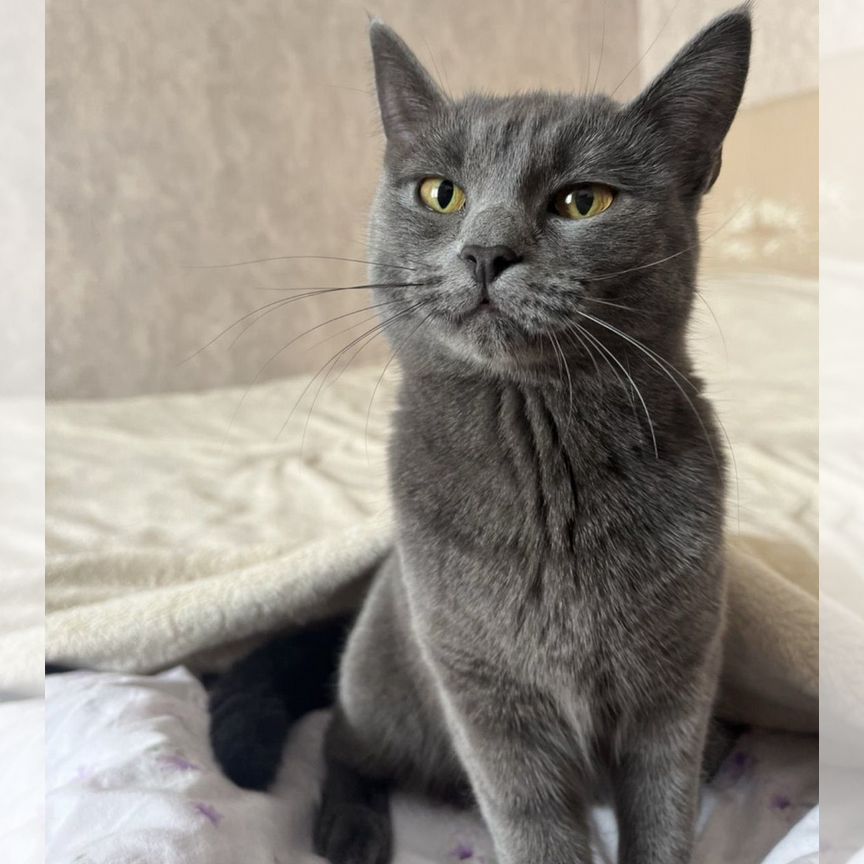 Русская голубая, взрослая кошка