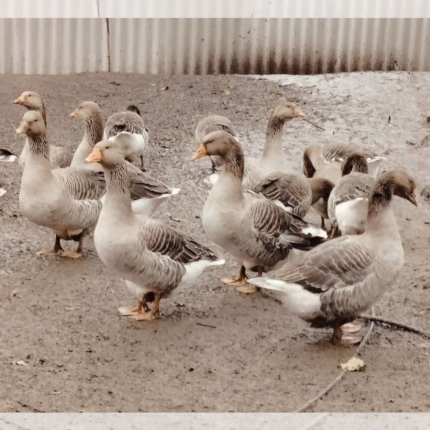 Продам серых гусей