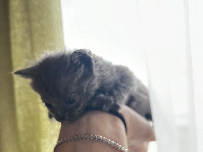 Отдам в добрые руки котят