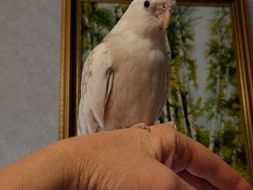 Корелла. Девочка. 10,5 месяцев