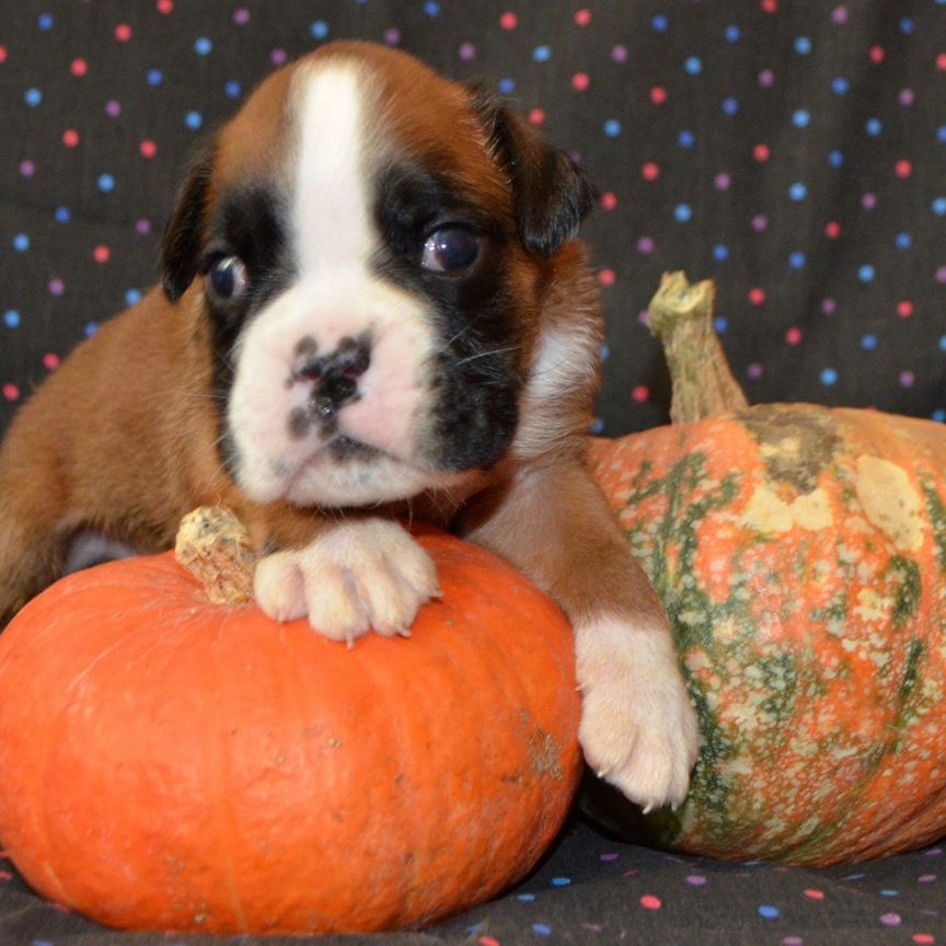 Боксерята мальчики и девочки
