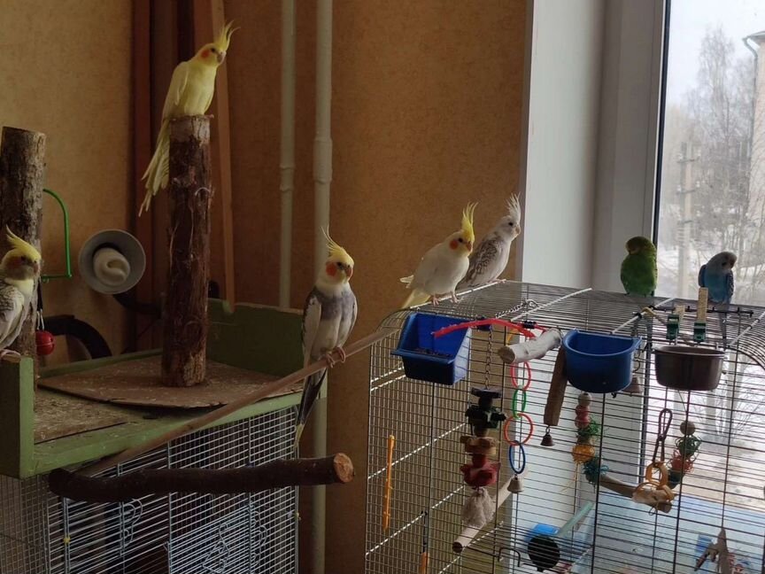 Кореллы и волнистики