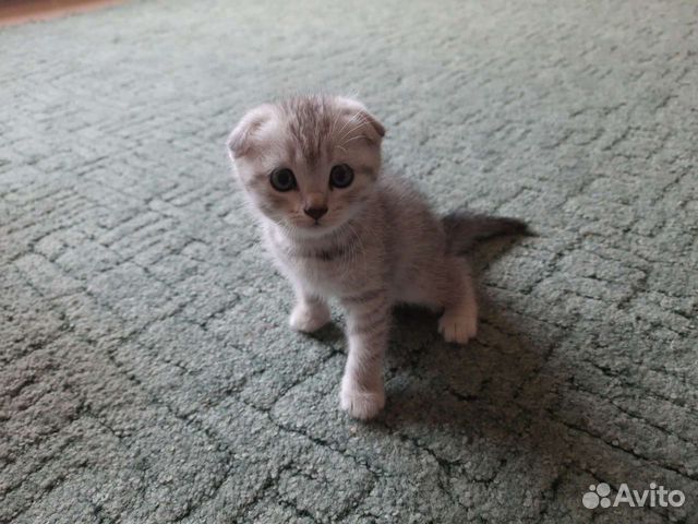 Шотландская