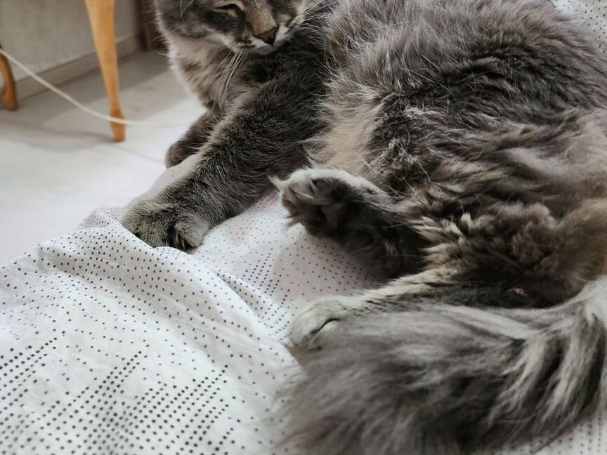 Котята мейн-кун