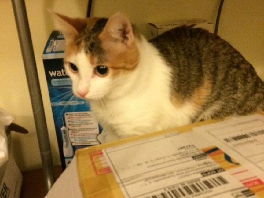 Волшебная трехцветная кошечка в добрые руки