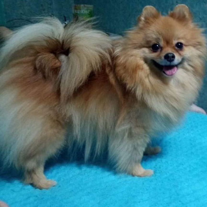 Немецкий шпиц, взрослая собака