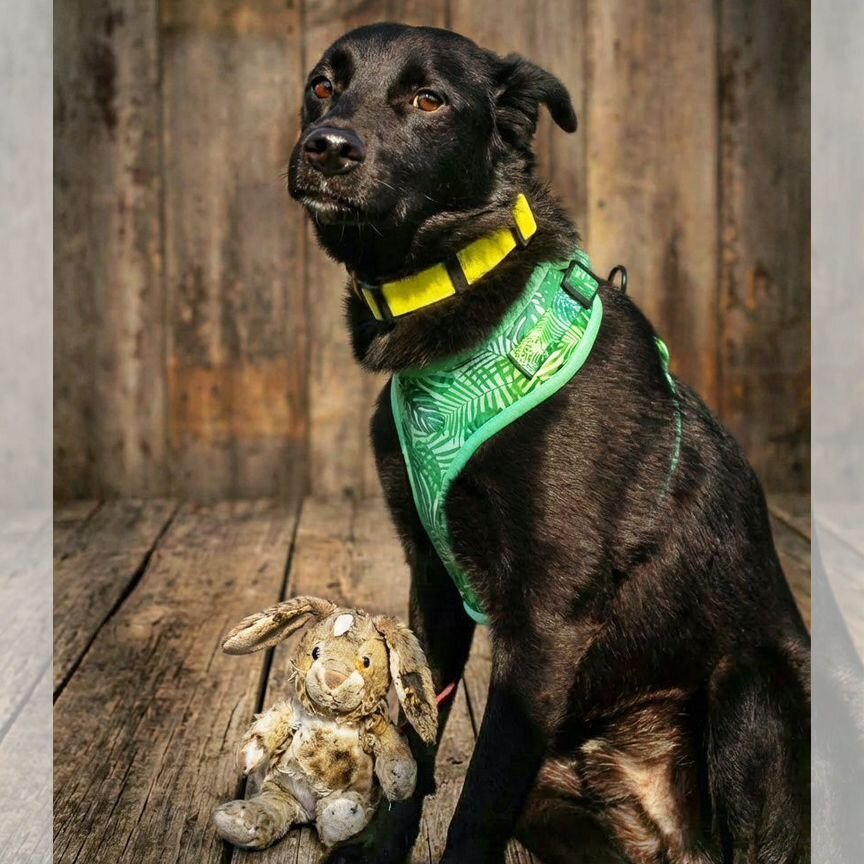 Взрослый пёс в добрые руки