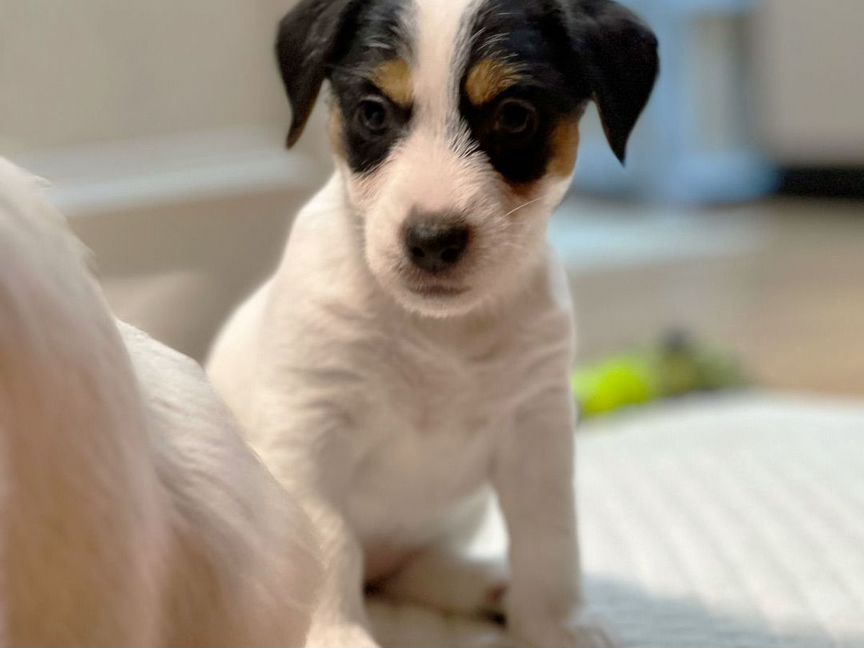 Джек Рассел терьер