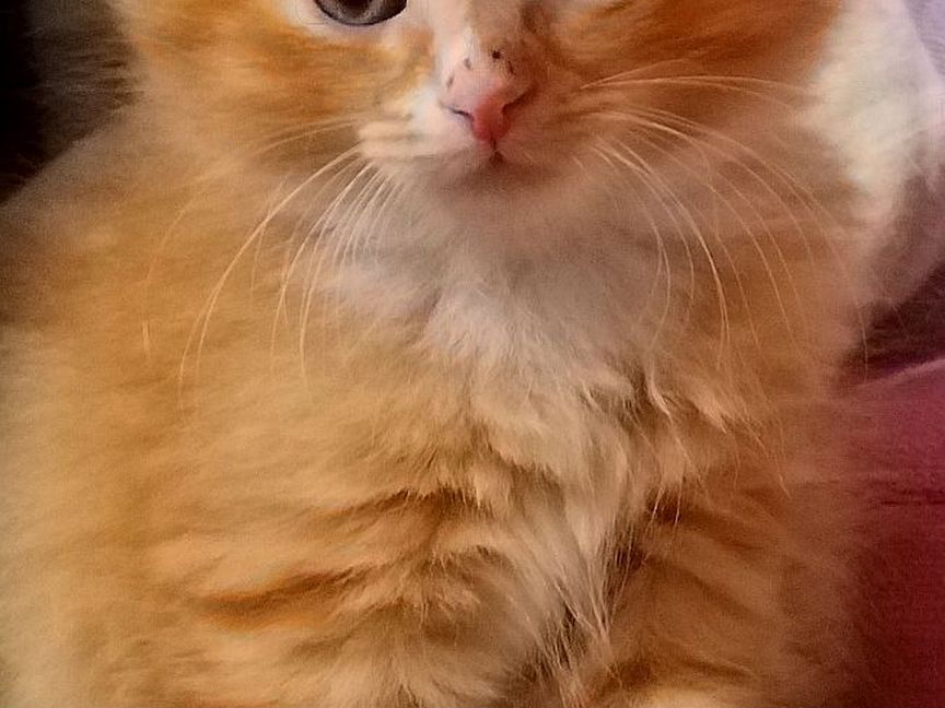 Котёнок, котята