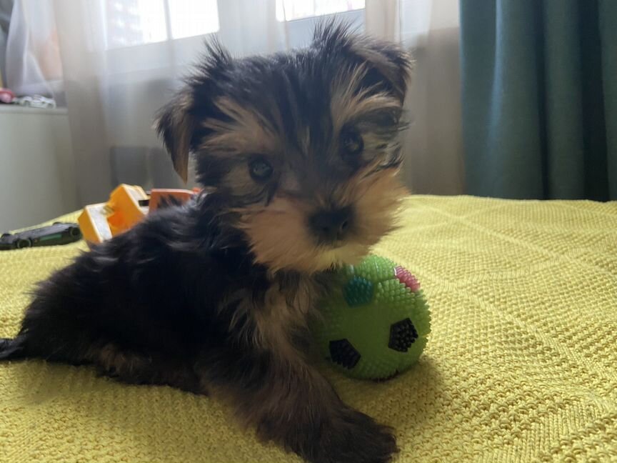 Йоркширский терьер мини щенки бейби фейс