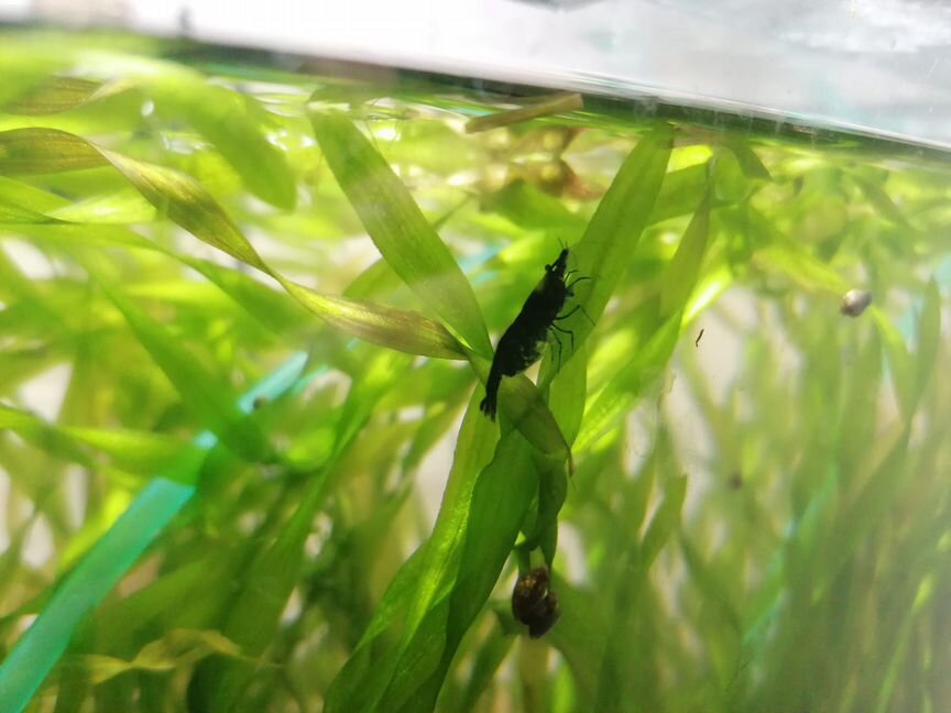 Креветка Блю Дрим (Blue Dream Shrimp)
