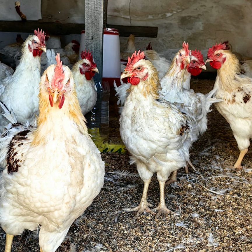 Молодые петухи