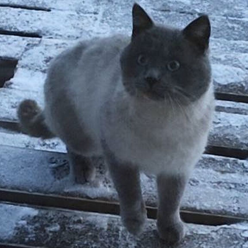 Кот Сема мерзнет на улице