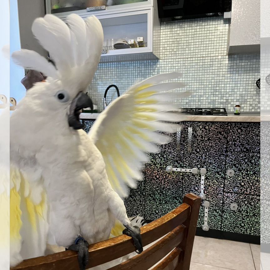 Попугай какаду