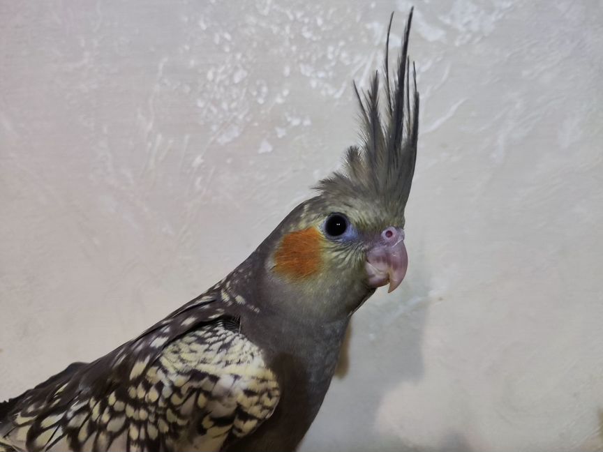 Кореллы птенцы