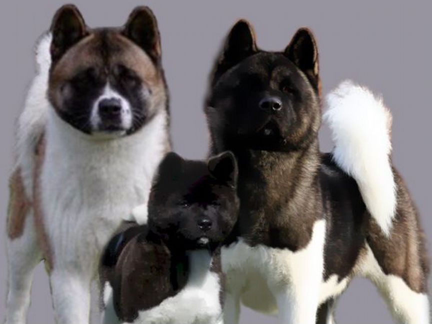 Мини американские акиты - мини щеночки