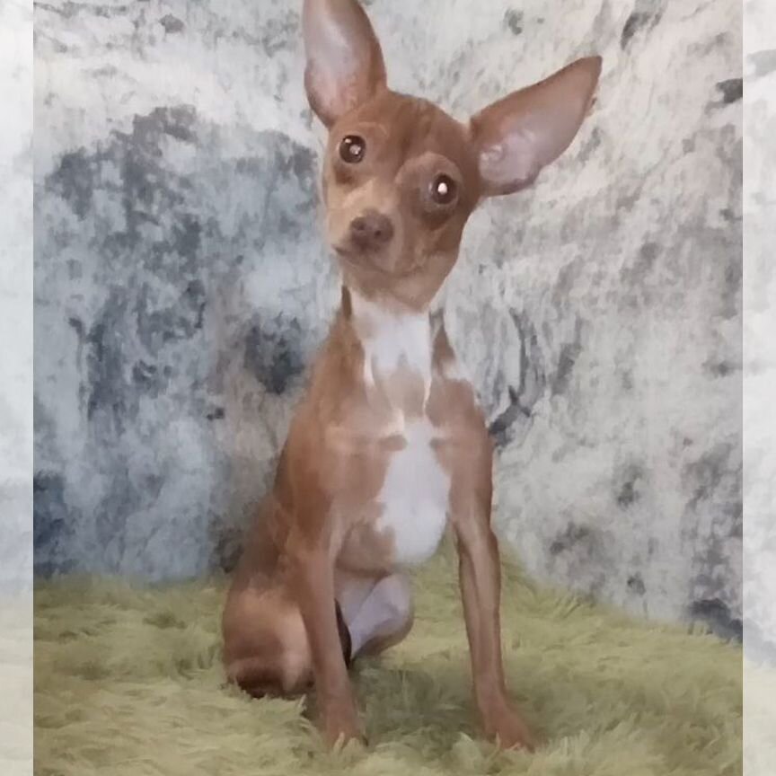 Русский той-терьер, щенок