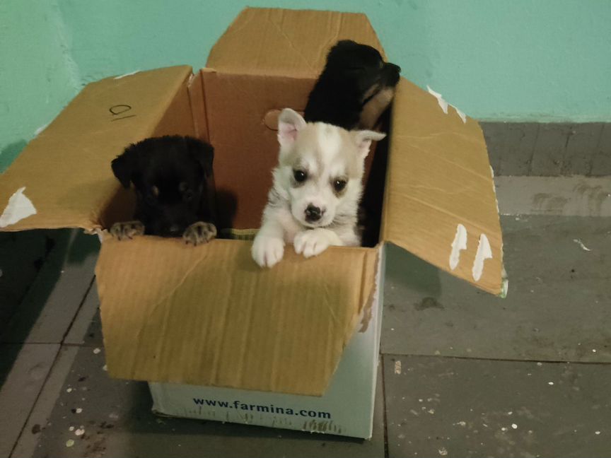 Щенки подброшены в подъезд