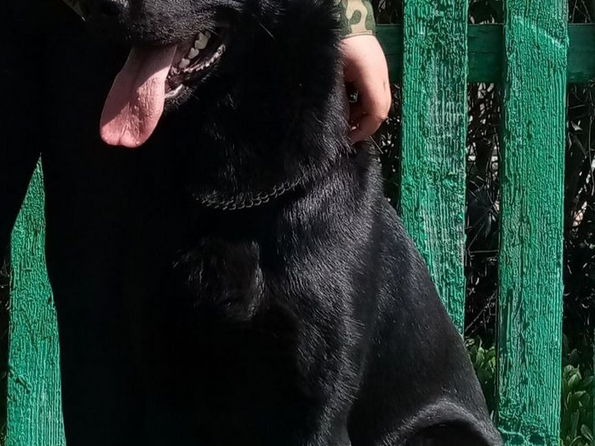 Восточноевропейская овчарка