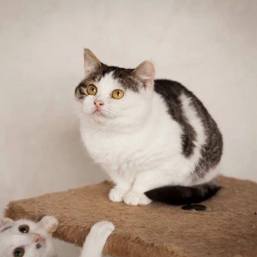 Кошка булка