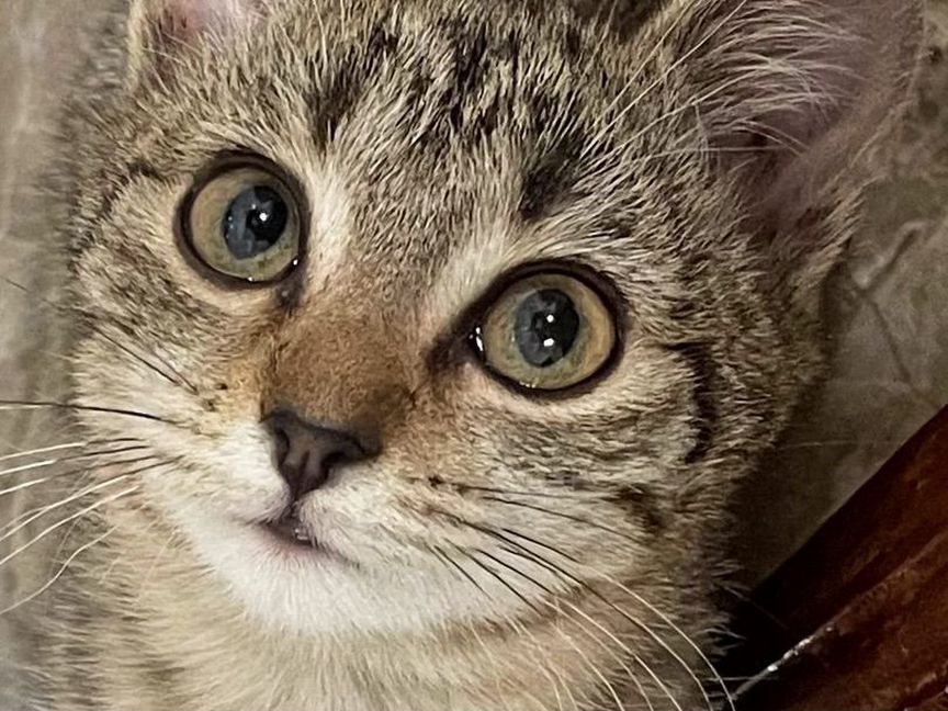 Котенок в добрые руки бесплатно