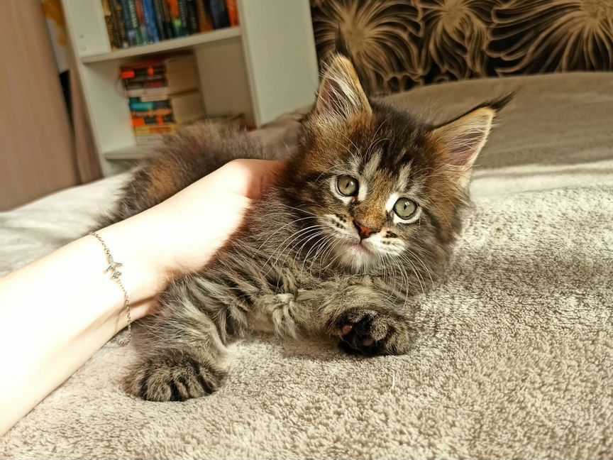 Котята мейнкуна