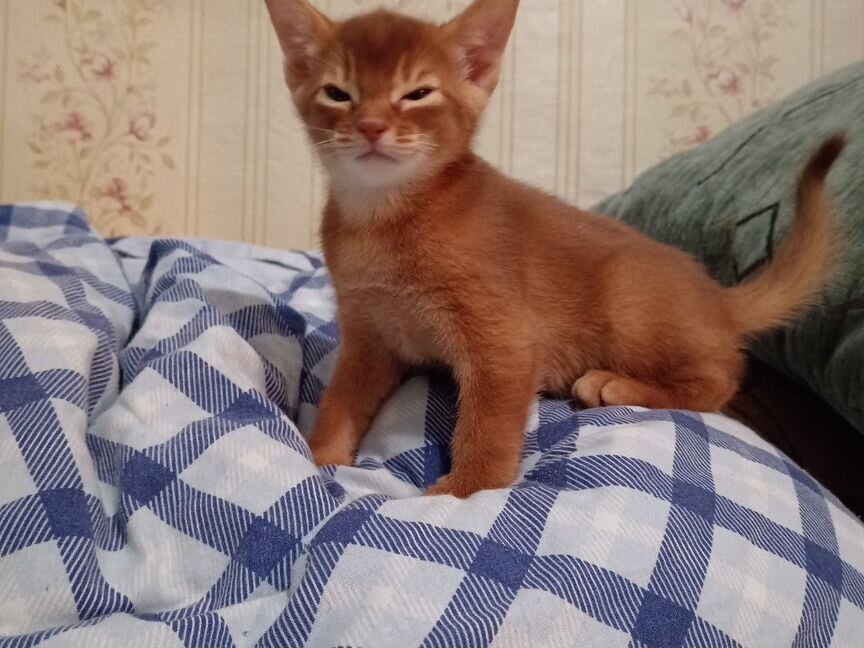Абиссинские котята