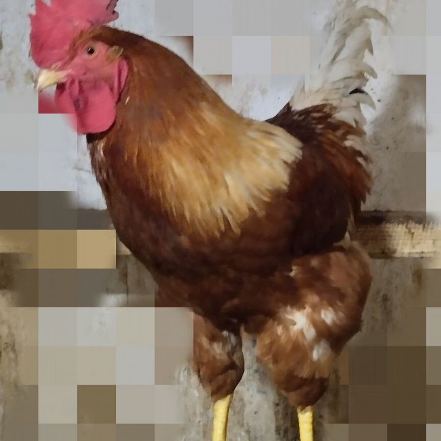 Молодые петухи