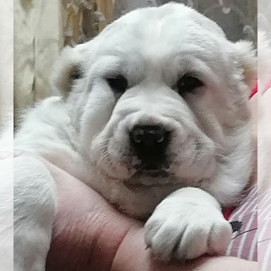 Среднеазиатская овчарка, щенок