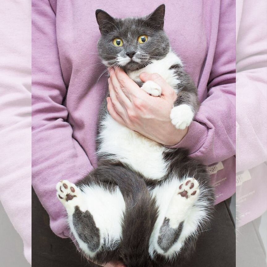 Кошка в добрые руки