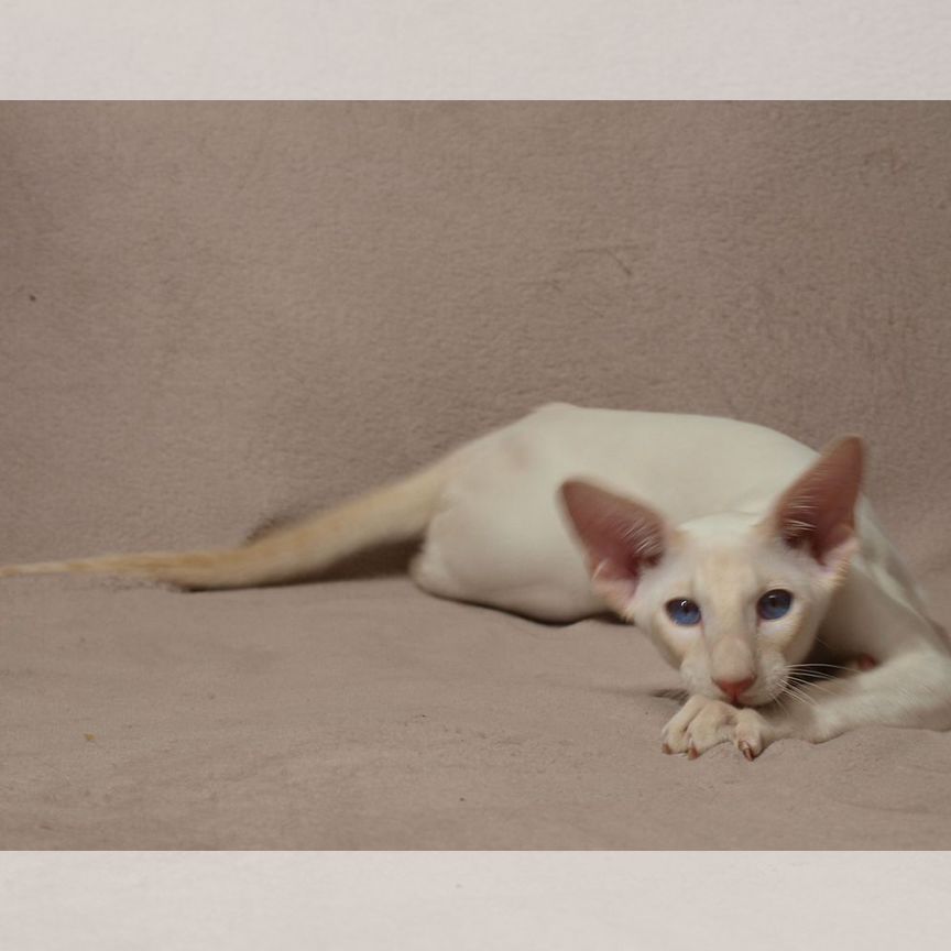 Ориентальный котёнок