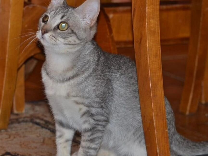 Котенок девочка