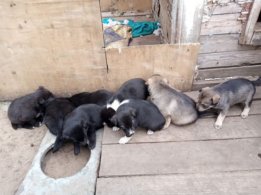 Щенки в добрые руки