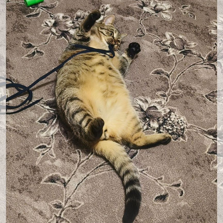 Взрослый кот в добрые руки