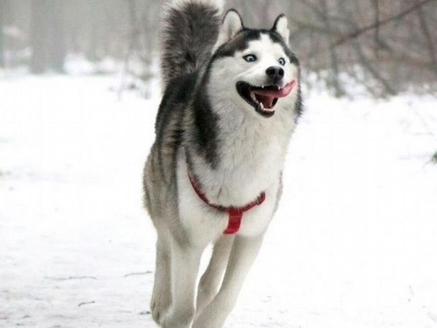 Собака (хаски) ищет дом