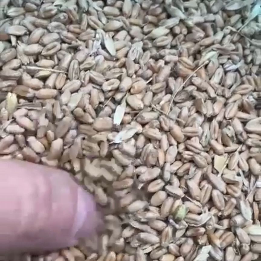 Пшеница фуражная