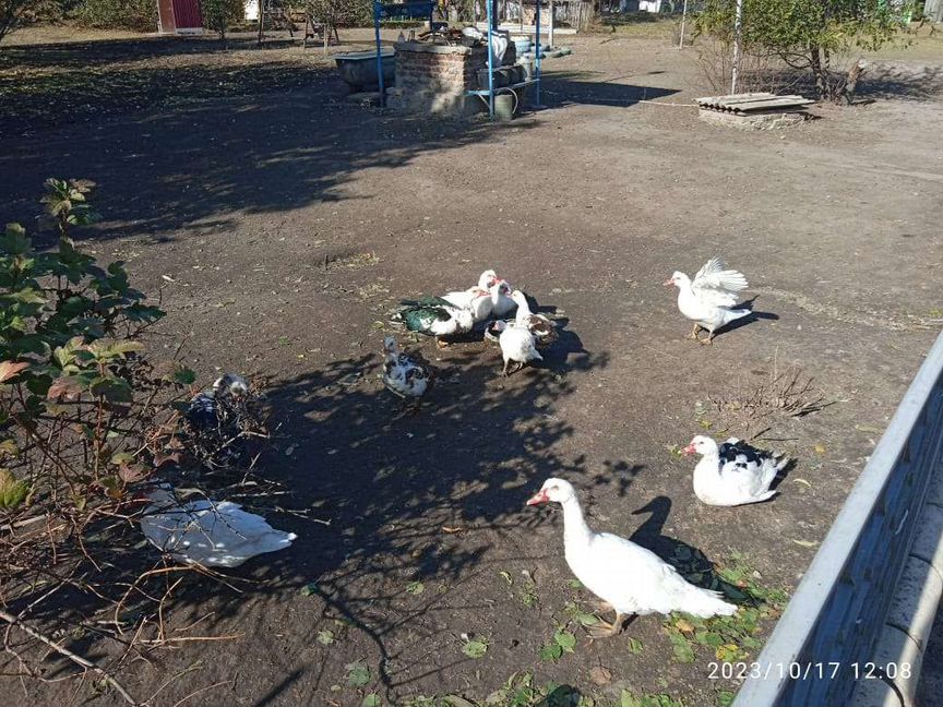 Утки шипуны