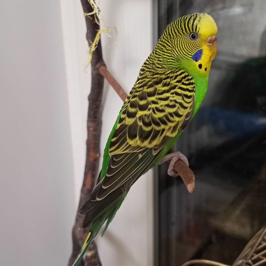 Волнистый попугай девочка