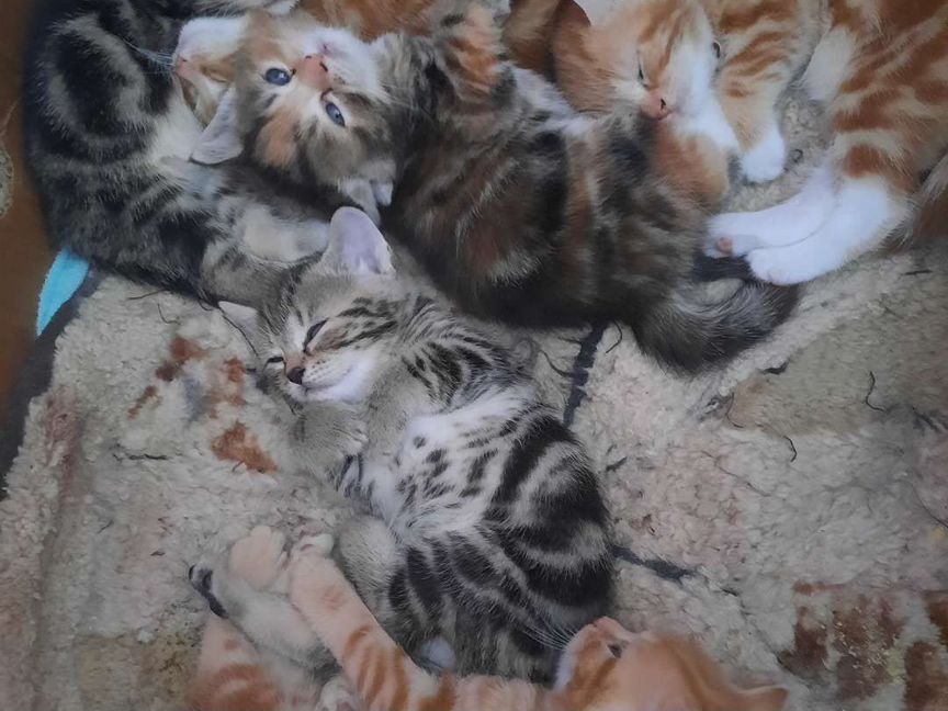 Шотландские мраморные котята