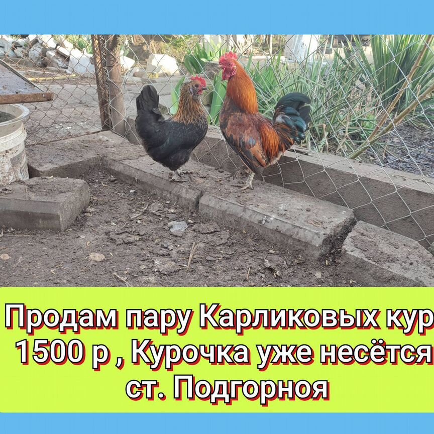 Карликовые кури. Бентамки