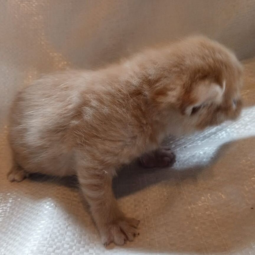 Сибирский котёнок