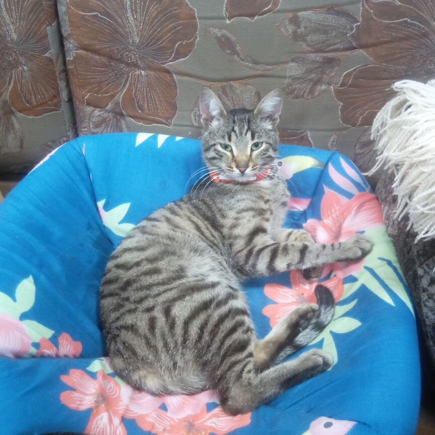 Котик 6 мес кастрирован(по договору)