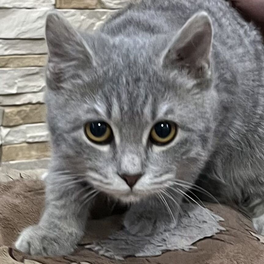 Котенок девочка в добрые руки