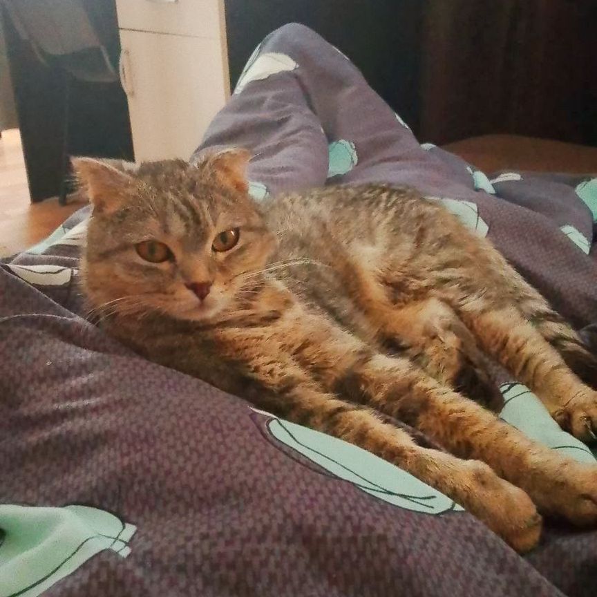 Отдам бесплатно кошечку