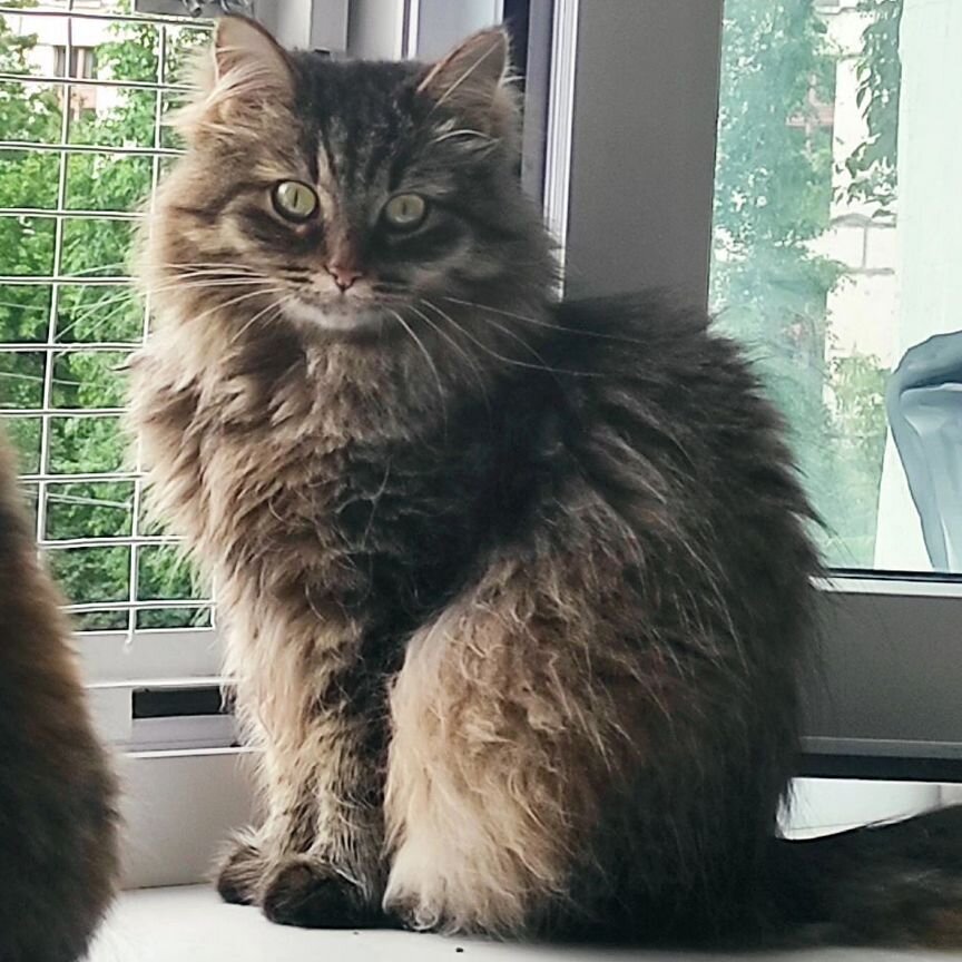 Кошечка Василиса