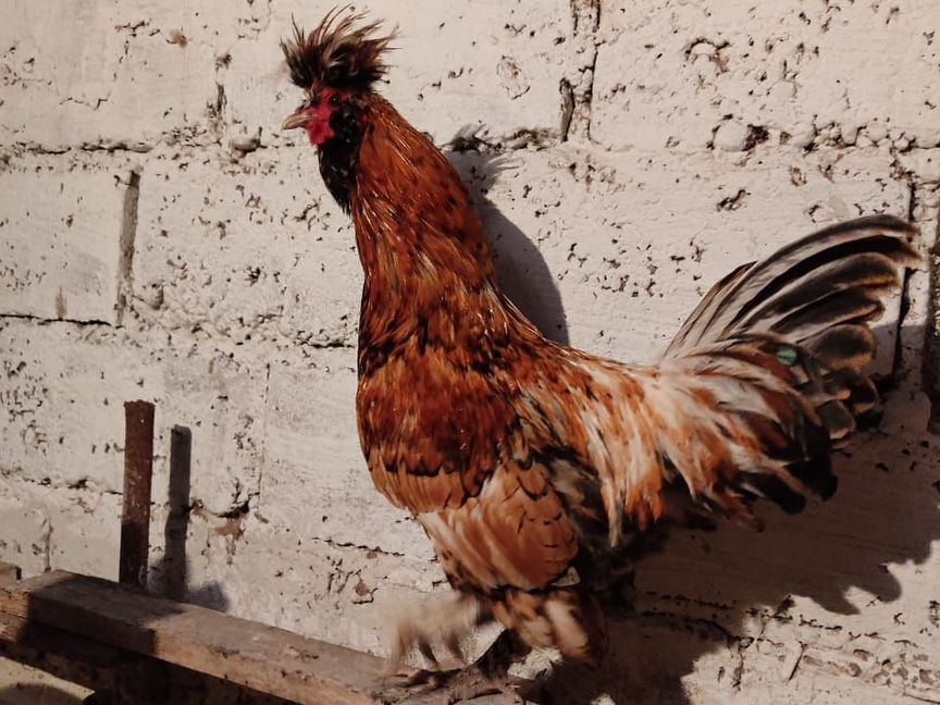 Куры павловское золото