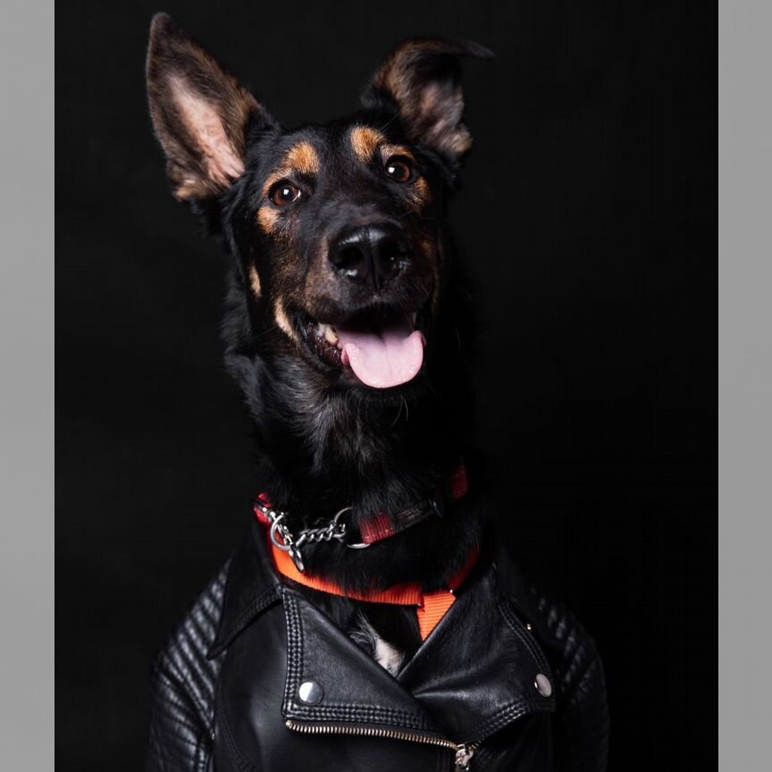 Собака в добрые руки