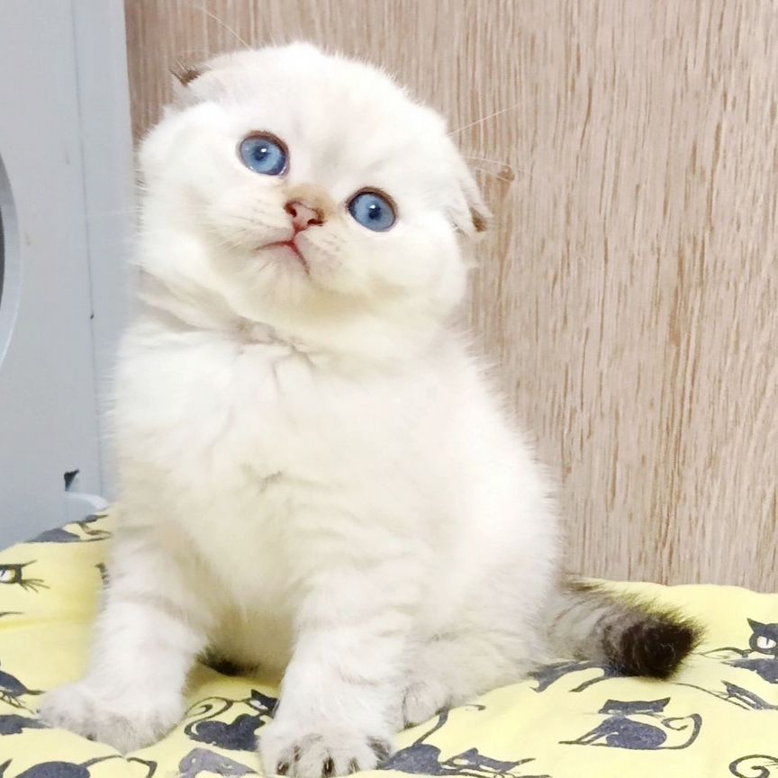 Шотландский вислоухий короткошёрстный котёнок