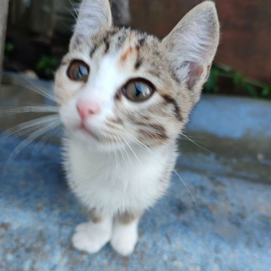 Отдам славного котенка