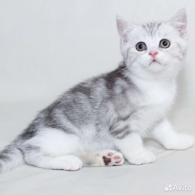 Шотландский мальчуган